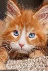 Stokes Twins Pets - Celebrity Pets