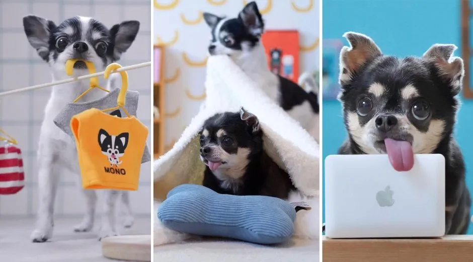 The Adorable Home Life of Chihuahuas Ao & Mono - Celebrity Pets