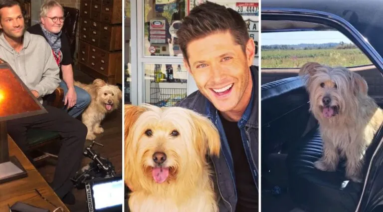 Lexi the Rescue Dog: From a Small Town Shelter to becoming a Successful ...