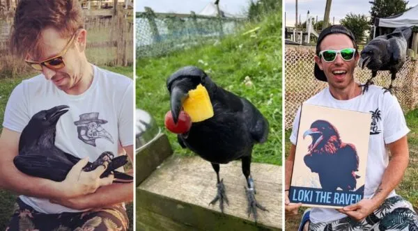 Loki the Raven May Look Like a Tough Guy, but He’s Really a Love Bird ...