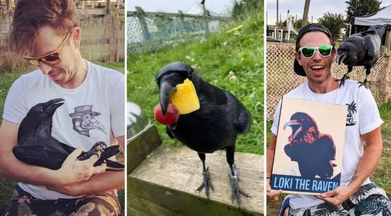 Loki the Raven May Look Like a Tough Guy, but He’s Really a Love Bird ...