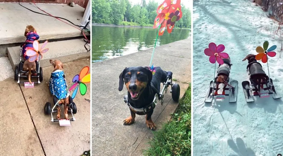 The Adventures of Molly Sausage Roll and her Furry Freewheeling Friends ...