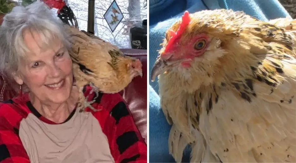 21-Year-Old Peanut Is Officially the World’s Oldest Chicken - Celebrity ...