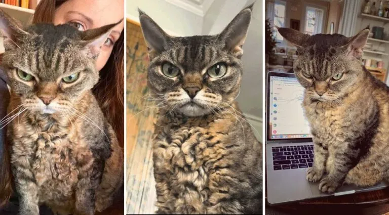 How Grumpy Barbara Transformed from Grumpy to Lovely - Celebrity Pets