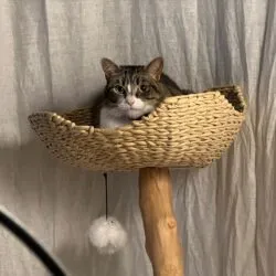 Cavetown (Robin Skinner) Pets - Celebrity Pets