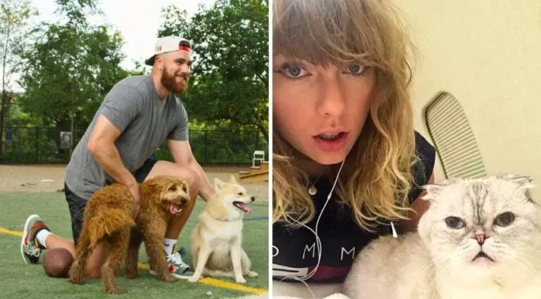 Taylor Swift and Travis Kelce Plan On Adopting! (A Rescue Kitten ...