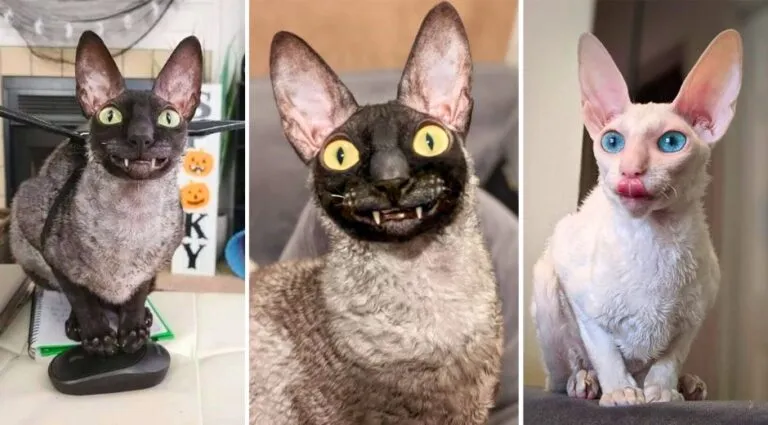 Pixel and Sophie the Cornish Rex Cats are Pure Spooky Season Vibes ...
