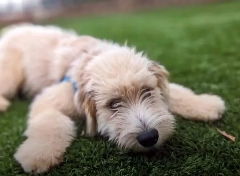 Brie Larson’s New Rescue Dog Named Himself ‘Six-Thirty,’ After Her ...