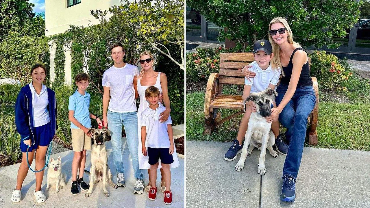 Staving Dog Abandoned Along a Highway Adopted by Ivanka Trump ...