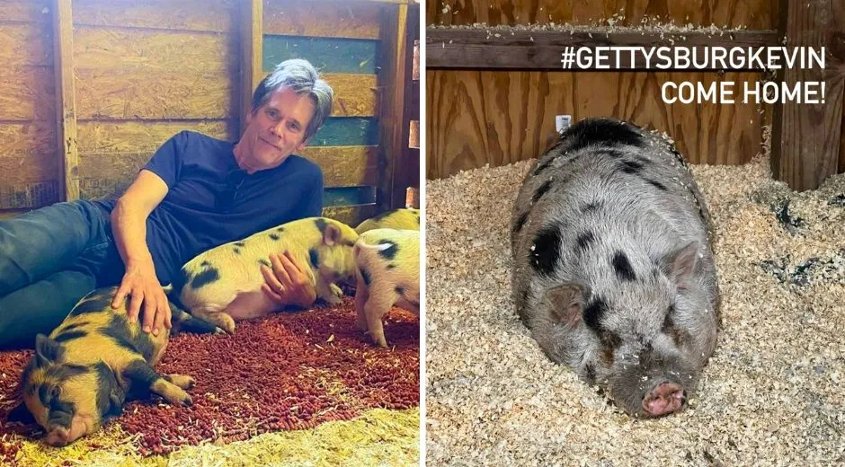 Kevin Bacon the Pig Went Missing – Then Was Found With Help From Kevin ...