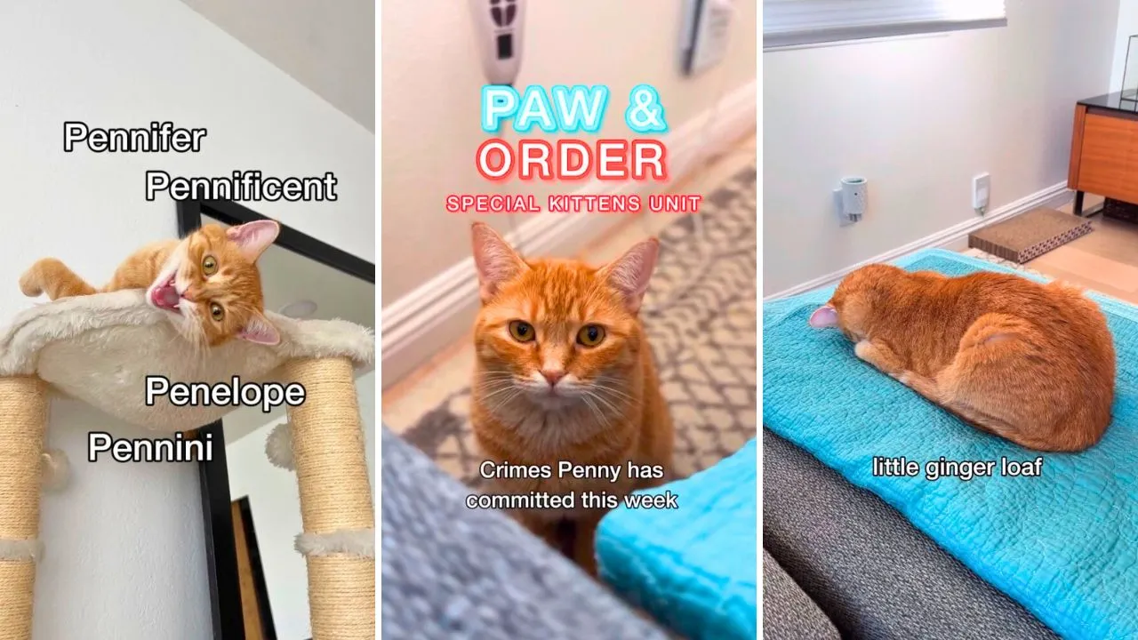 Meet Penny the Ginger Cat – Queen of Sass and Loafs - Celebrity Pets