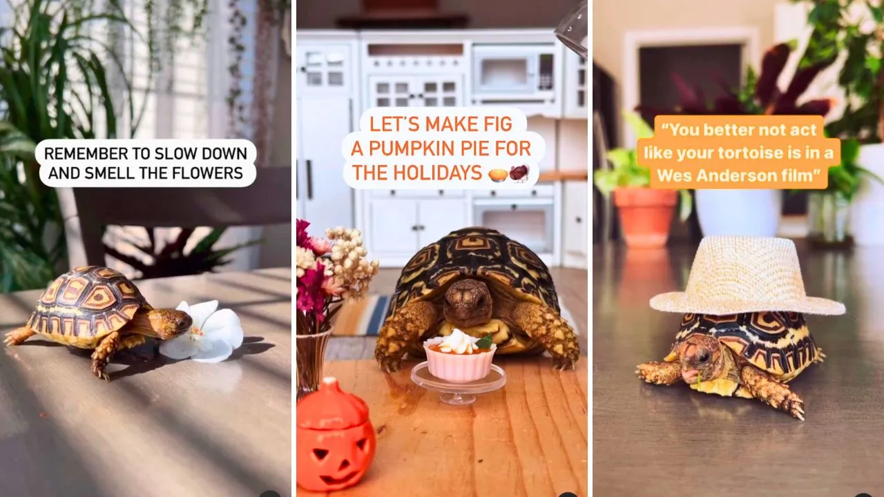 Relax and Have Some Snacks With Fig the Tortoise (@through.the.lleaves ...