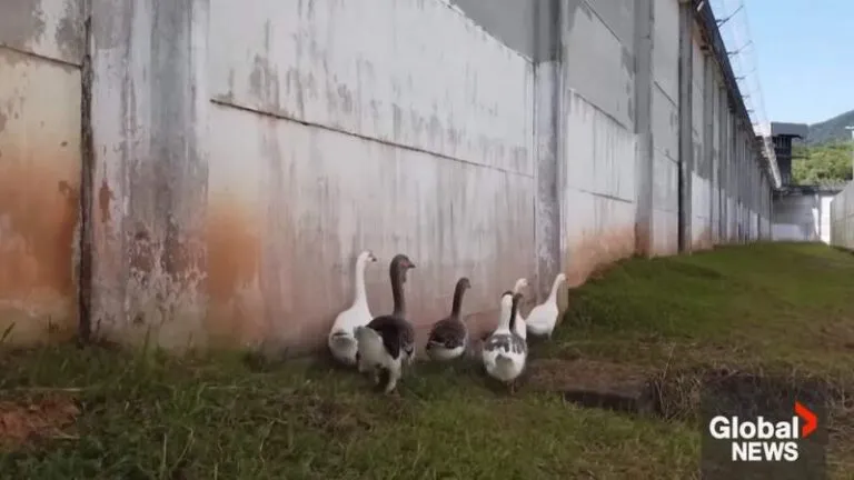 Forget Guard Dogs, This Brazilian Prison Uses Guard Geese Instead ...