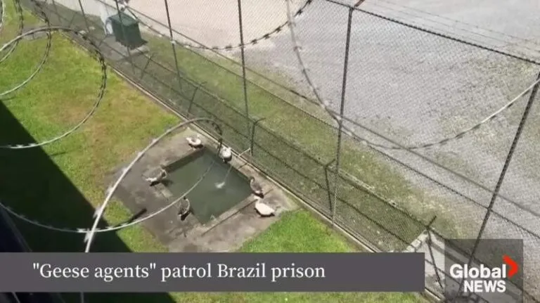 Forget Guard Dogs, This Brazilian Prison Uses Guard Geese Instead ...