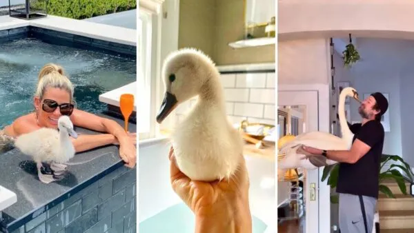 Meet Lola the Swan Influencer: From a Rescue To Living It Up Poolside ...