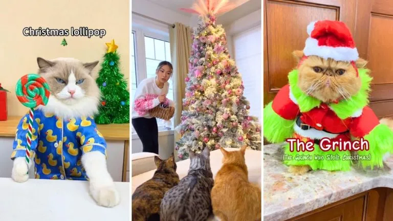 Top 10 Cat Influencer Christmas Posts on Instagram – 2023 Edition ...