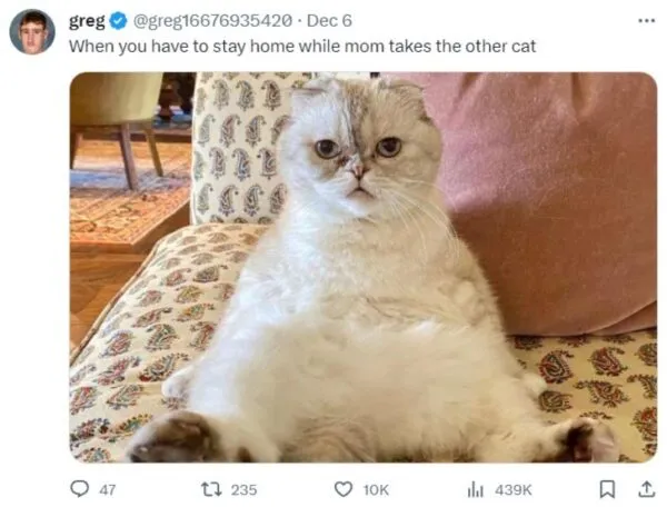 Taylor Swift Named Time Magazine’s ‘(Cat) Person of the Year ...