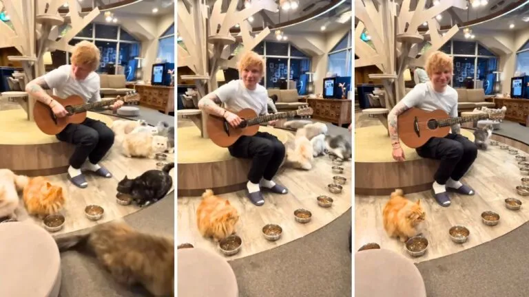 Ed Sheeran Performs at the Same Cat Cafe After 10 Years – And Bombs ...