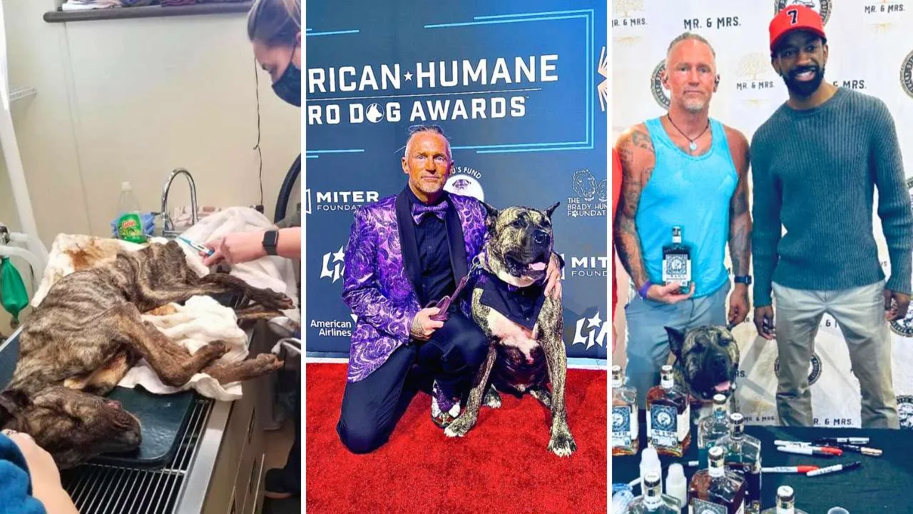 Ethan Almighty: From Near Death, to American Humane Hero Dog Winner, to ...