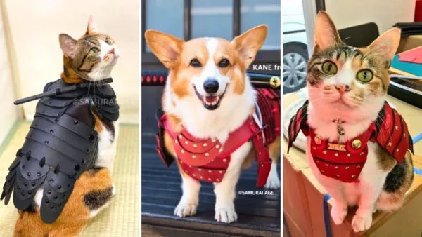 You Can Finally Buy Samurai Armor for Your Cats and Dogs - Celebrity Pets