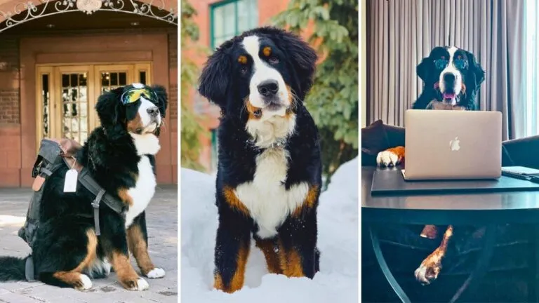 Meet Kitty Jacob Astor II: The Charming Canine Concierge at the St ...