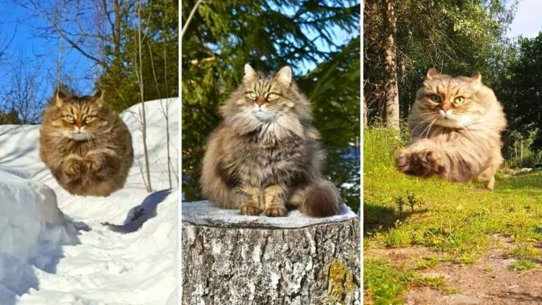 Rackarkatten the Swedish Racing Cat Can Run Faster Than Usain Bolt ...