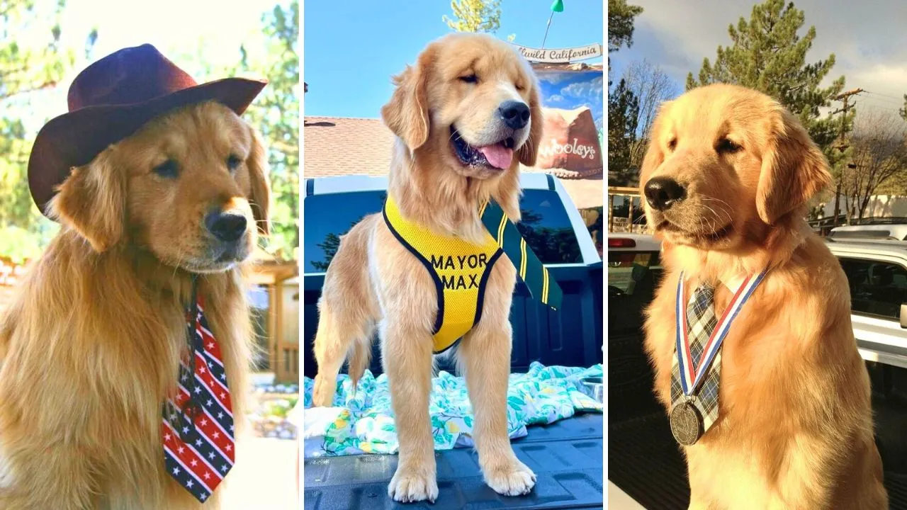 Political Pup Dynasty: A Town in California Elected a Dog as Its Mayor ...