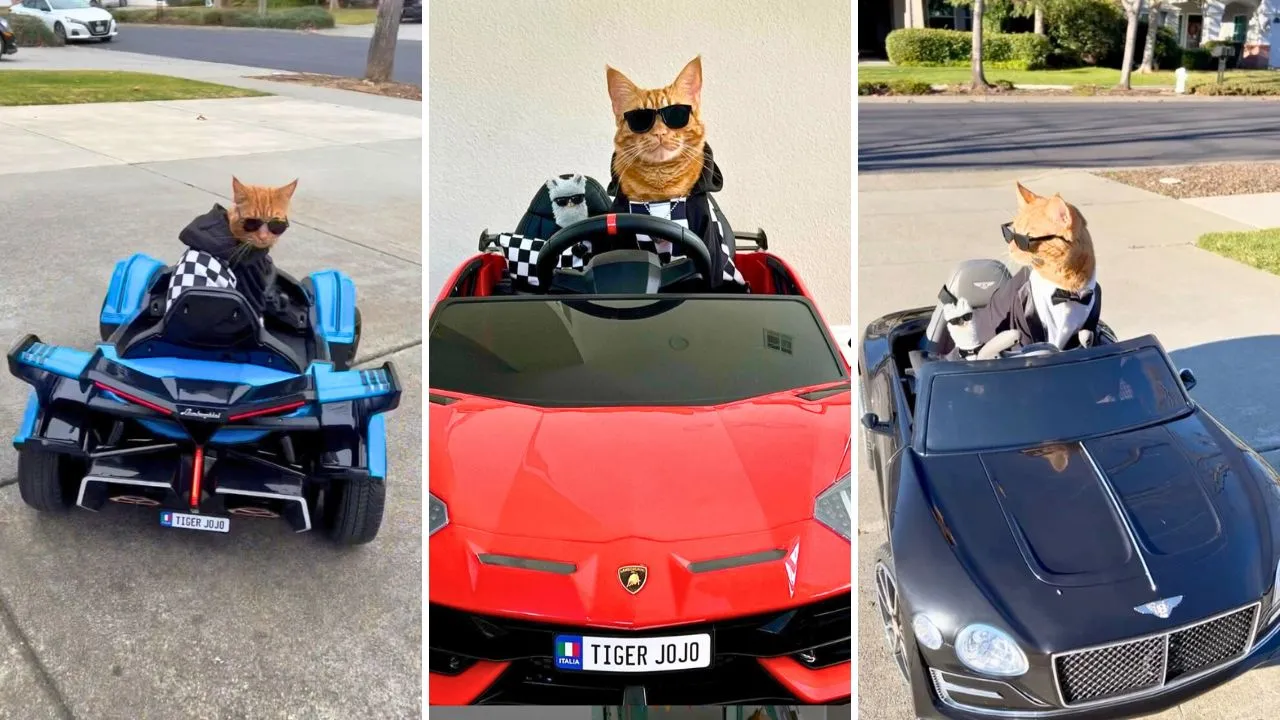 Tiger JoJo Is One Cool Cat With a 12-Car Collection - Celebrity Pets