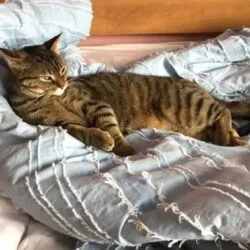 Vitalik Buterin Pets - Celebrity Pets