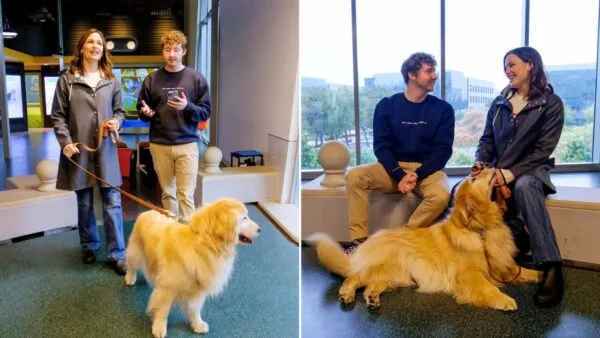 Jennifer Garner’s Therapy Dog, Birdie, Got a Promotion To Work at ...