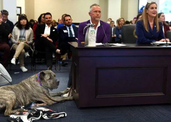 Celebrity Rescue Dog, Ethan Almighty, Helps Pass Anti-Animal Torture ...