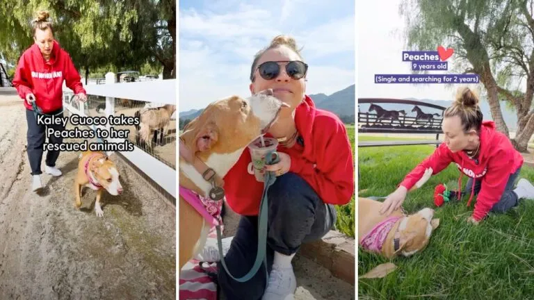 Kaley Cuoco Takes an Adoptable Pitbull for a Date Around Her Rescue ...