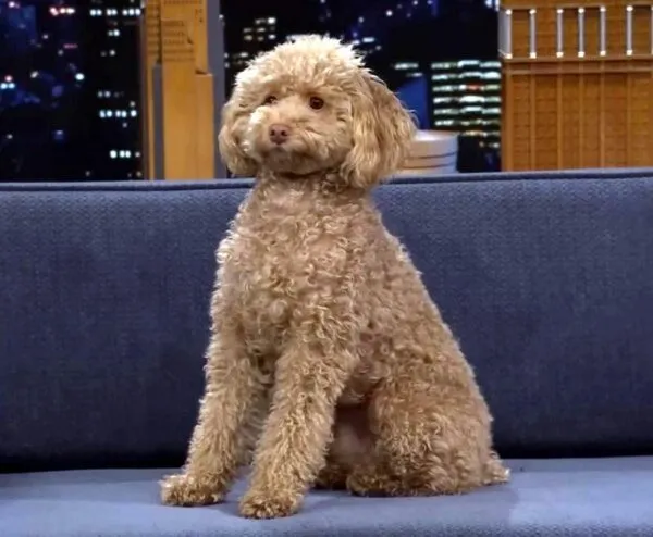 Millie Bobby Brown’s Rescue Poodle, Winnie, Steals the Show on ‘The ...