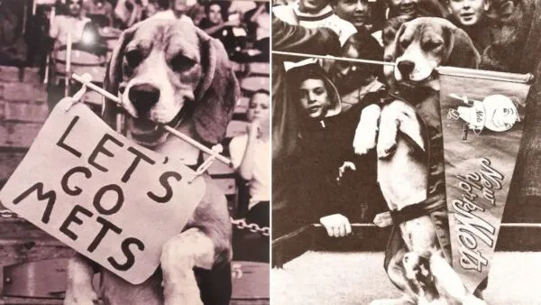 The Story of Homer the Beagle: The NY Mets’ First Mascot and the Only ...