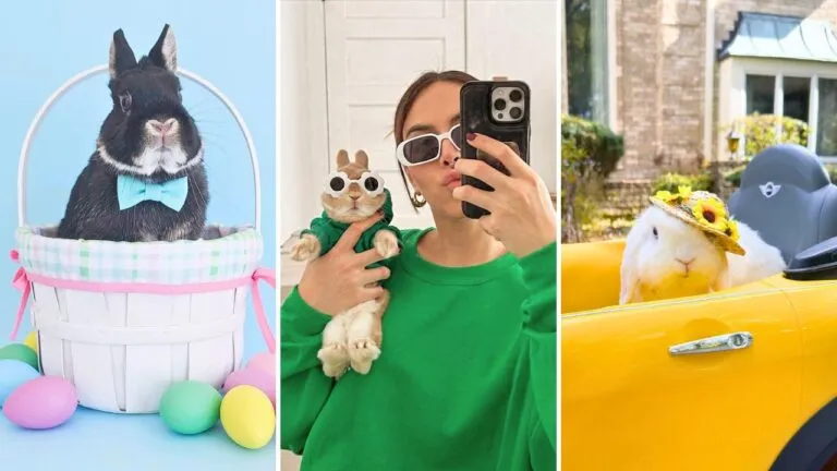 The Top 10 Bunny Influencers on Instagram - Celebrity Pets