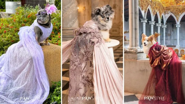 A Look at Luxurious Custom Canine Couture by Pawstyle - Celebrity Pets