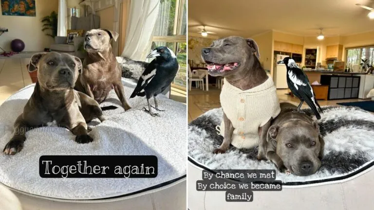 After Her Arrest Last Month, Molly the Magpie Is Finally Reunited With ...