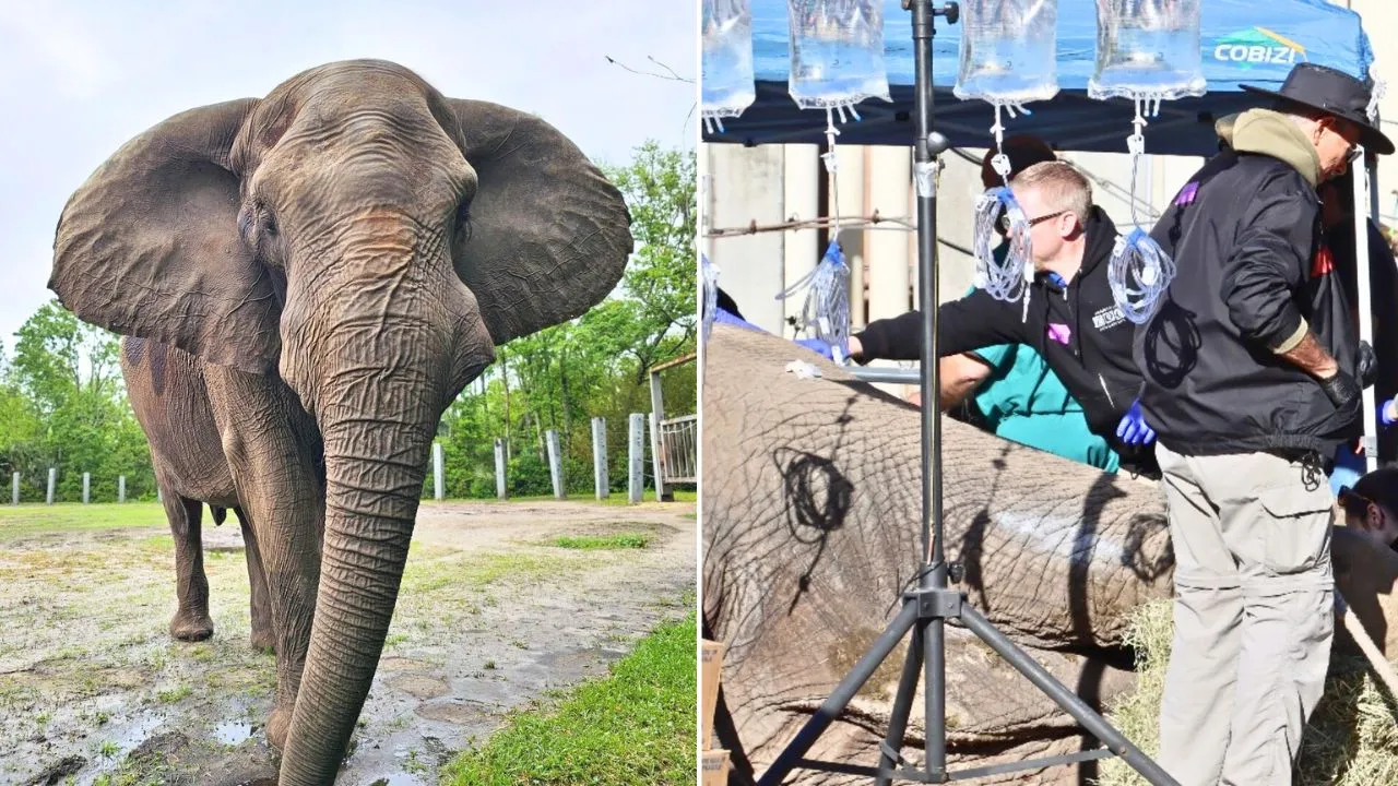 Michael Jackson’s Former Elephant Recovering From Tusk Surgery ...