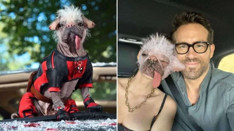 Meet Peggy, aka Dogpool, Ryan Reynold’s Canine Costar in ‘Deadpool ...
