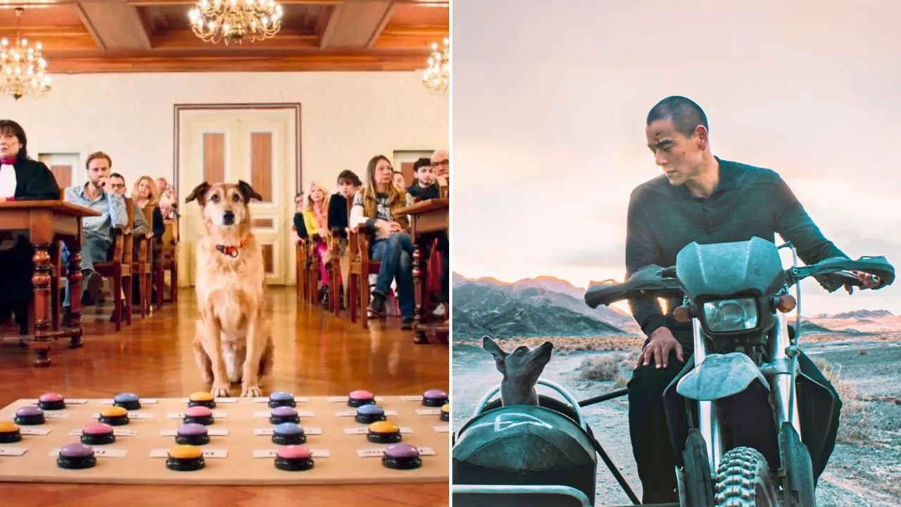 Meet the Canine Actors Who Won at the 2024 Palm Dog Awards! - Celebrity ...