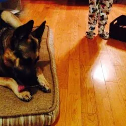 Sam Jaeger Pets - Celebrity Pets