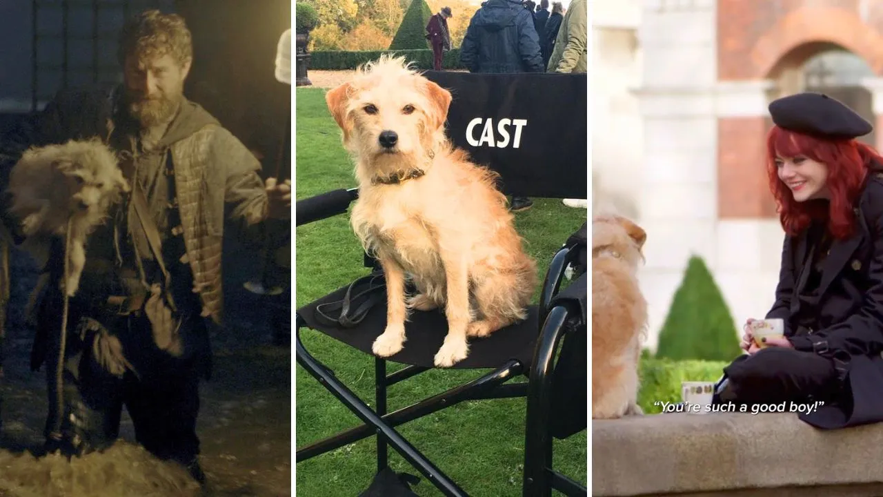 Bobby the Dog in ‘House of the Dragon’ Is a Disney Star and Former ...