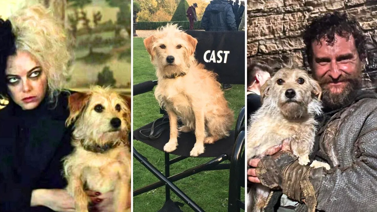 Bobby the Dog in ‘House of the Dragon’ Is a Disney Star and Former ...