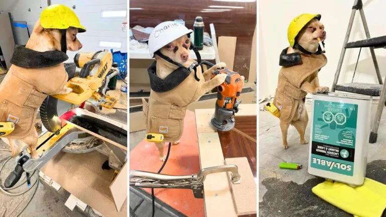 Chichi Charlie – The Daily Life of a Chihuahua Construction Worker ...