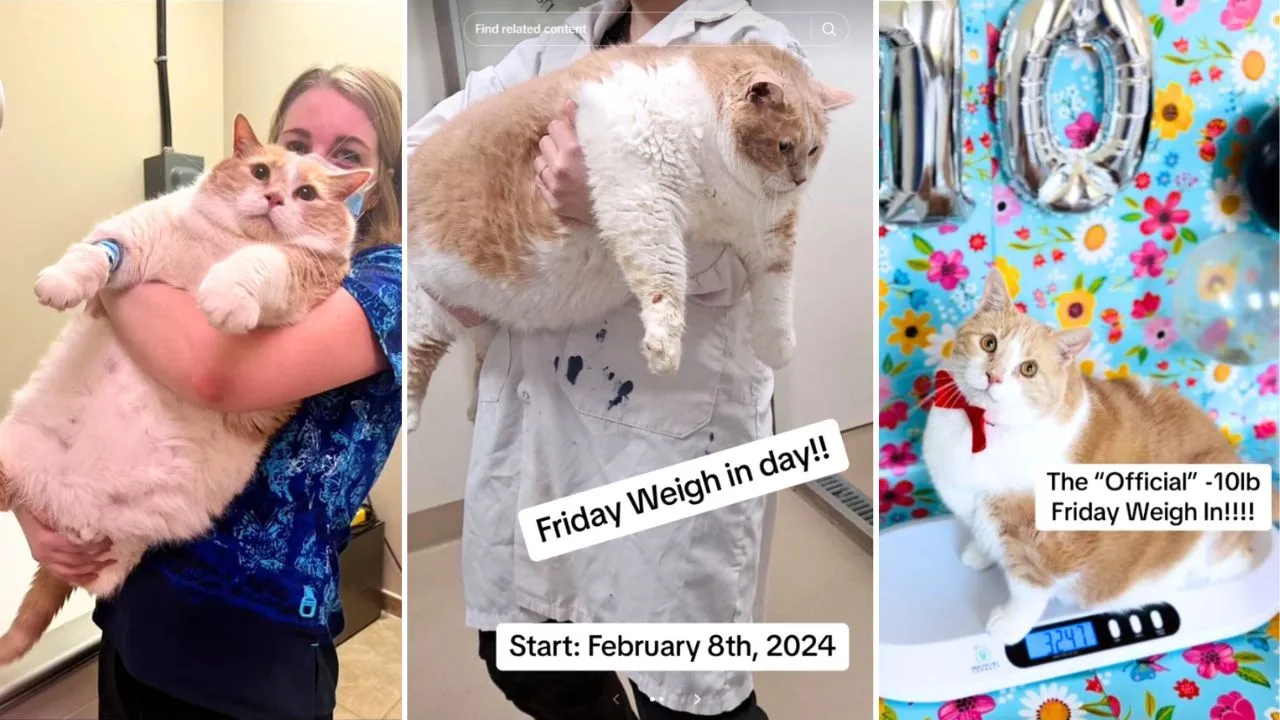 Axel the Fat Cat’s Weight Loss Journey Turned Him Into a Health ...