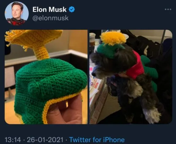 Elon Musk Pets - Celebrity Pets