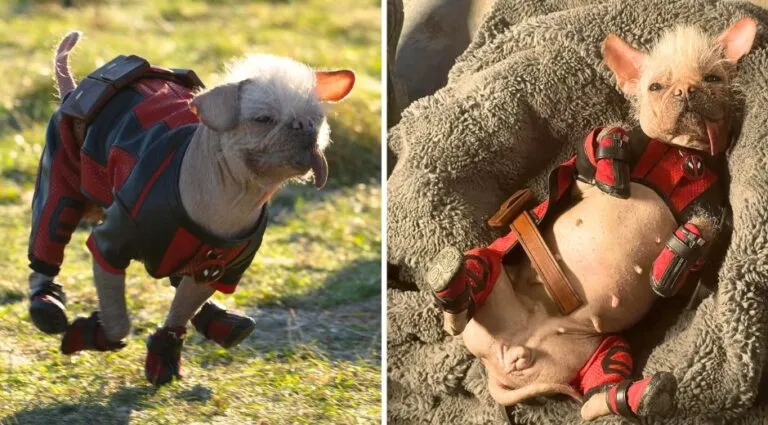 Dogpool Hits the Red Carpet With Ryan Reynolds and Huge Jackman for ...