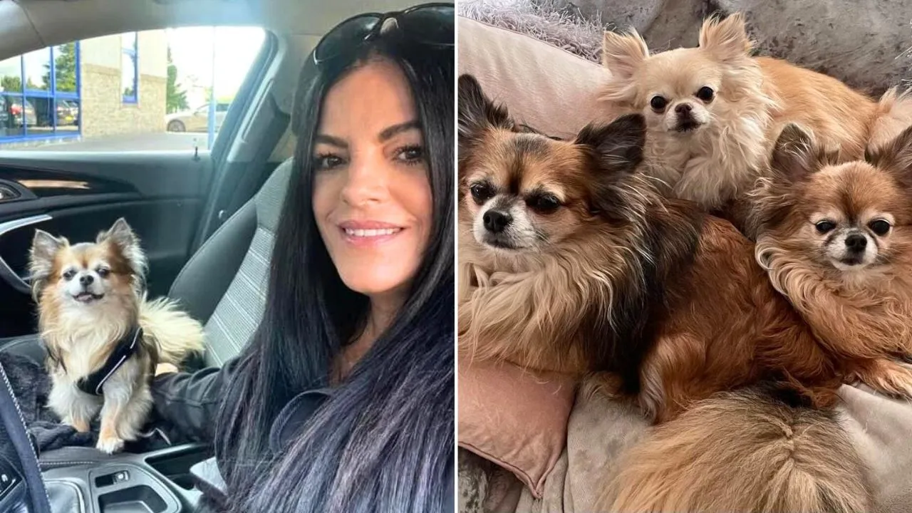 After Losing His Two Fur Siblings, Benji the Chihuahua Became a ...