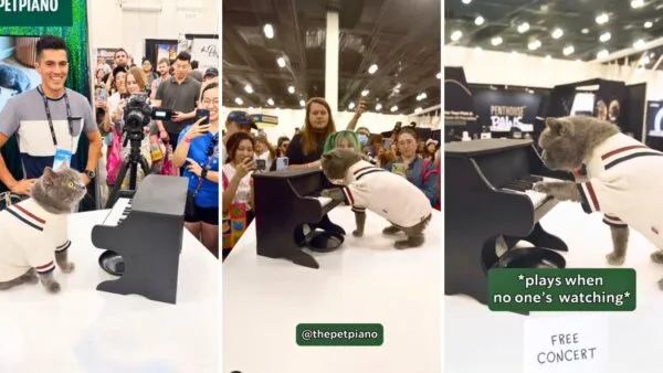 Michael the Cat Gives His First Pet Piano Performance at CatCon ...