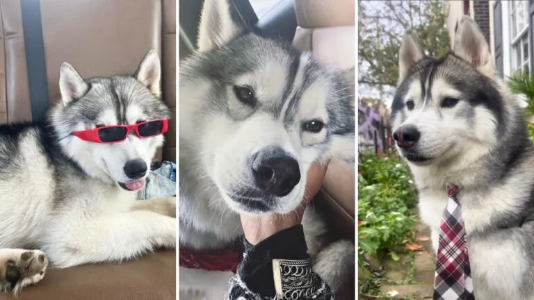 Interview with Kobe: The Christmas Hero Husky Who Saved His Block from ...